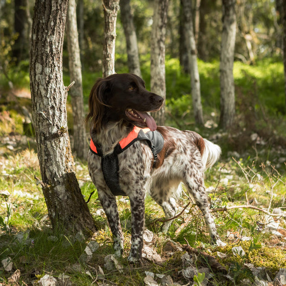 Neue Produkte, Neue Artikel – Tagged "HUND" – Back on Track Germany