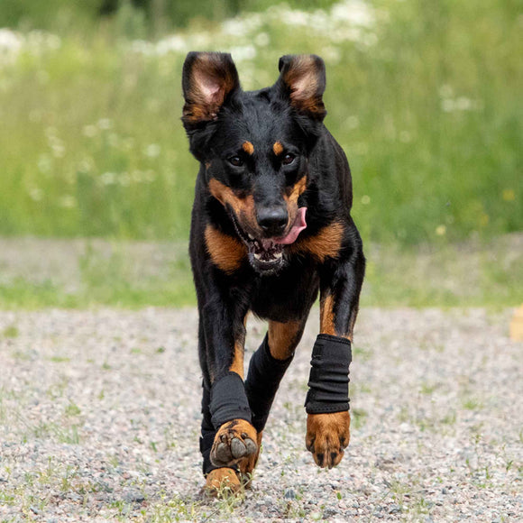 HUND – Back on Track Germany