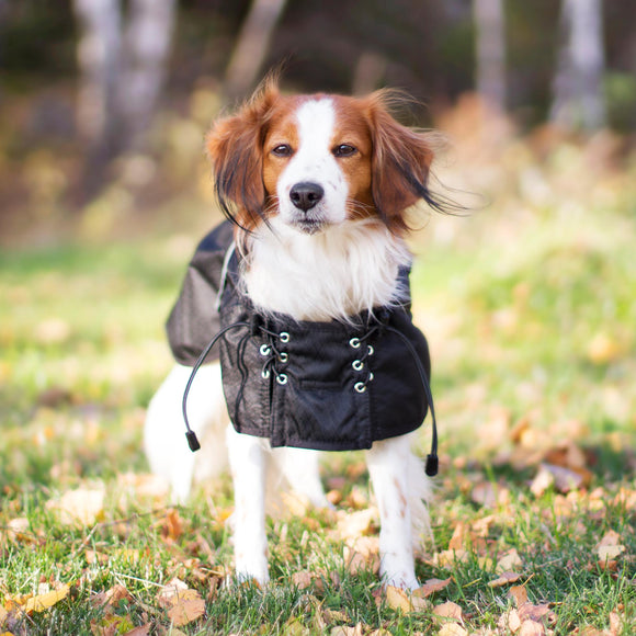 HUND – Back on Track Germany